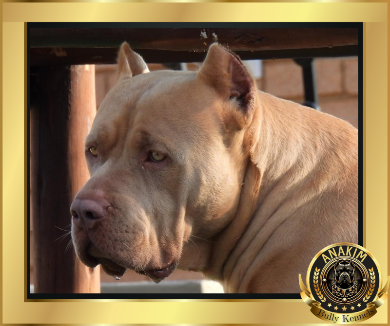 Anakim Bully Kennels